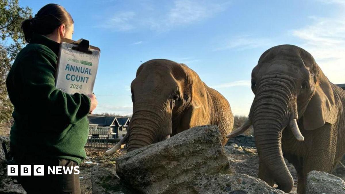 Colchester Zoo conducts 2024 stock take of its animals - BBC News