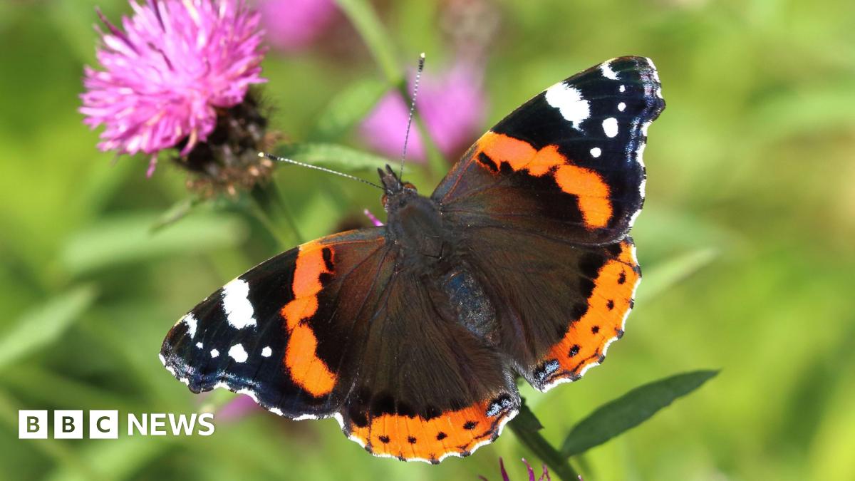 Where have all the butterflies gone? - BBC News