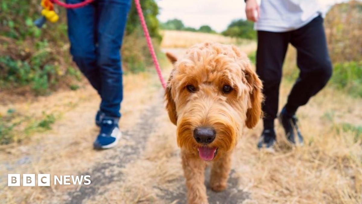 Dog fouling: How big a problem does it remain in Scotland? - BBC News