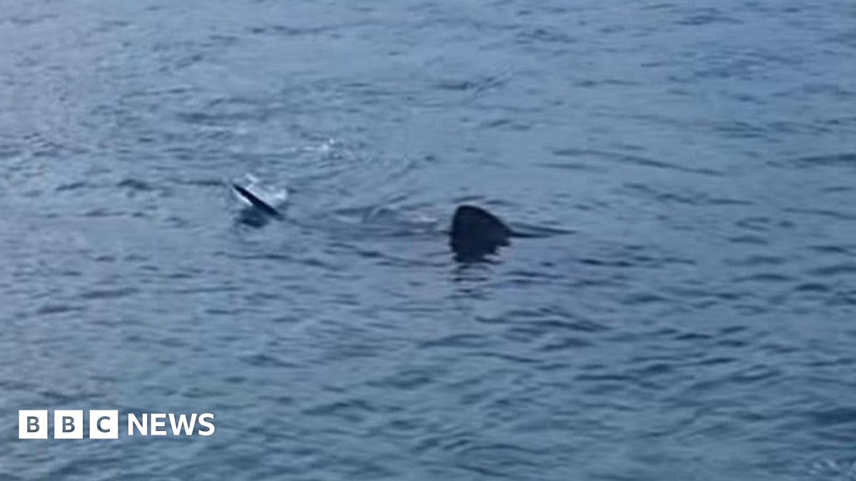 'Exciting' harbour sighting of basking shark in Cornwall - BBC News
