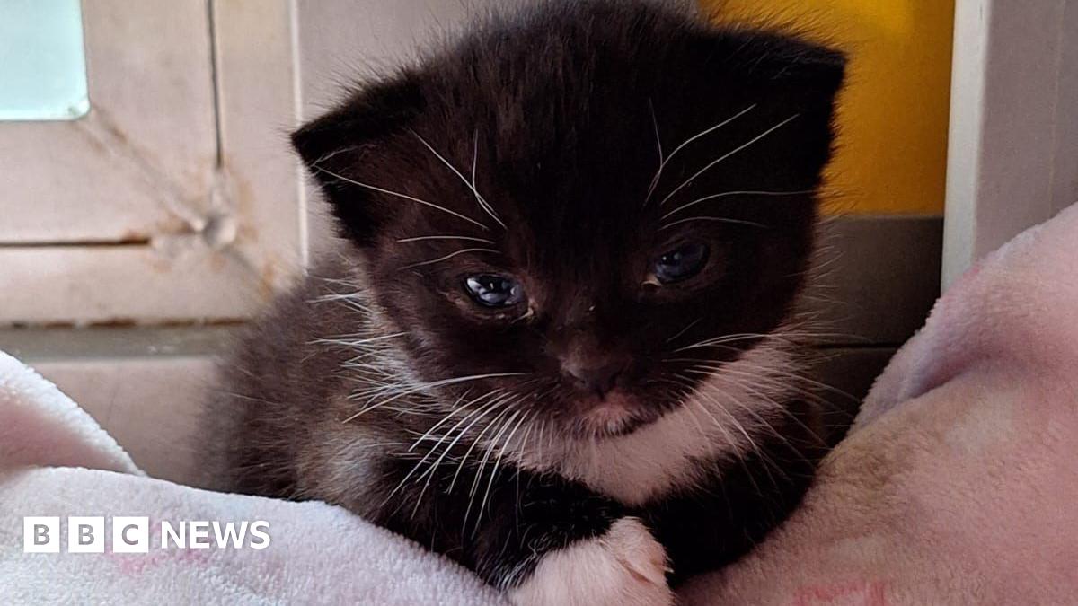 Blind kitten found lost and alone in west Cornwall dies - BBC News