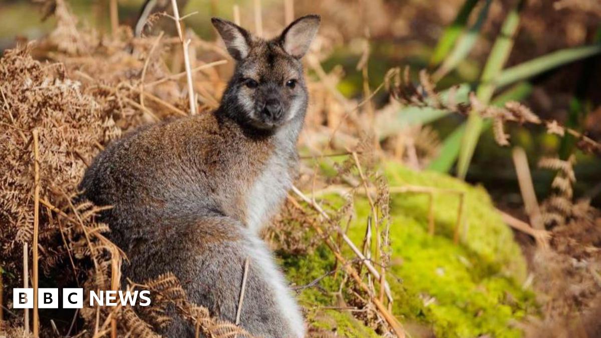 Survey shows Isle of Man wild wallaby population likely at 1,000 - BBC News