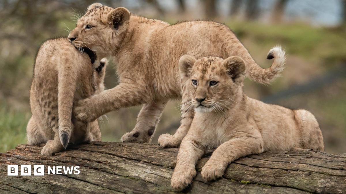 Whipsnade lion triplets are two males and a female, zoo reveals - BBC News