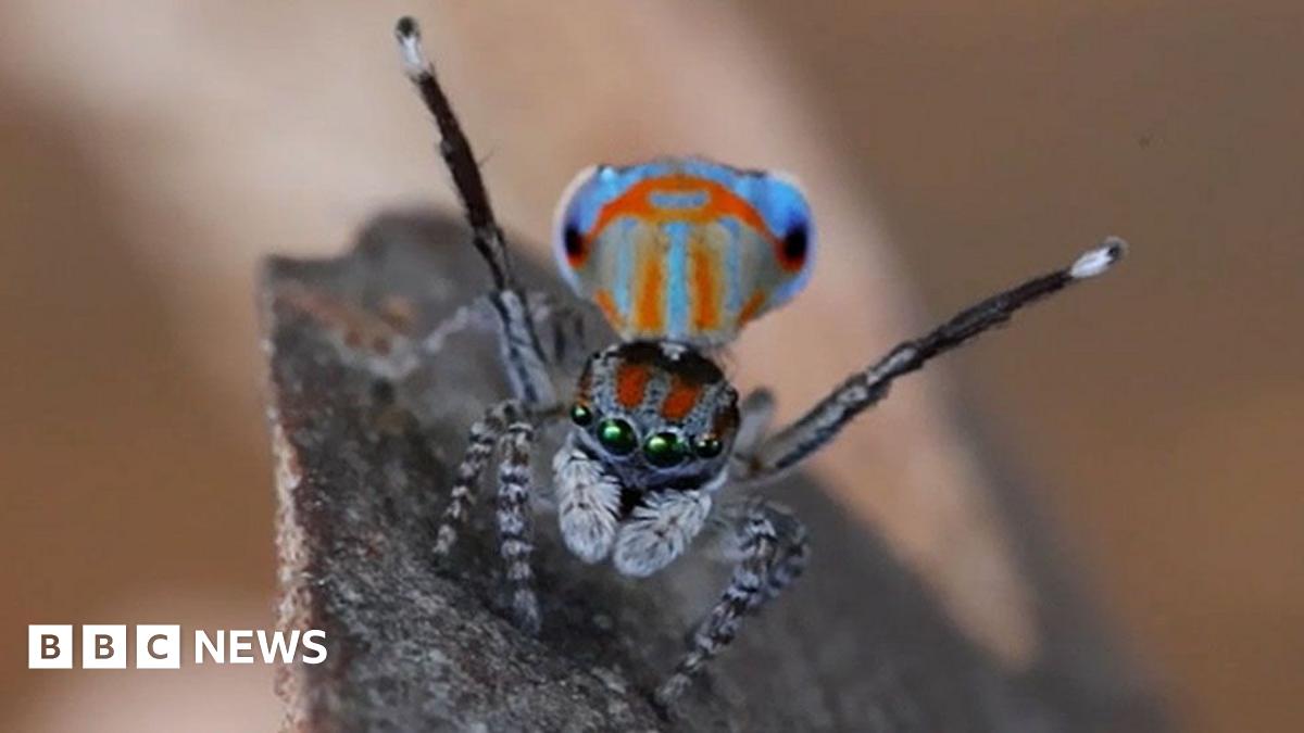 'Dark DNA' may explain dancing spiders' extraordinary diversity - BBC News