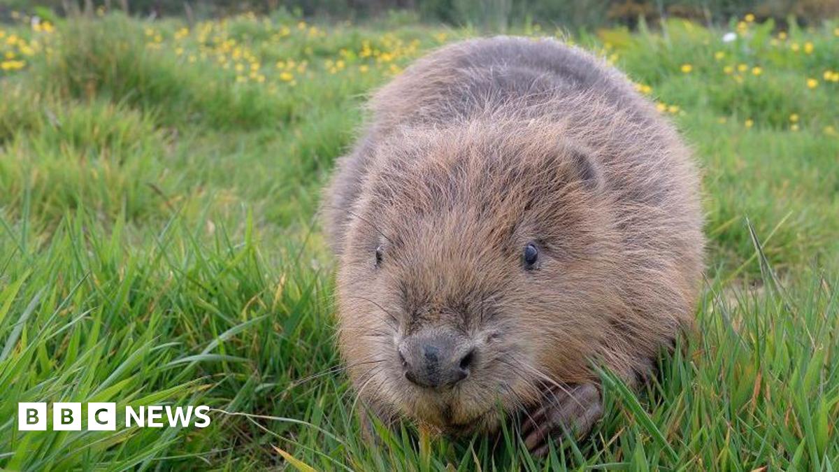 Surrey Wildlife Trust considers beaver rewilding project - BBC News