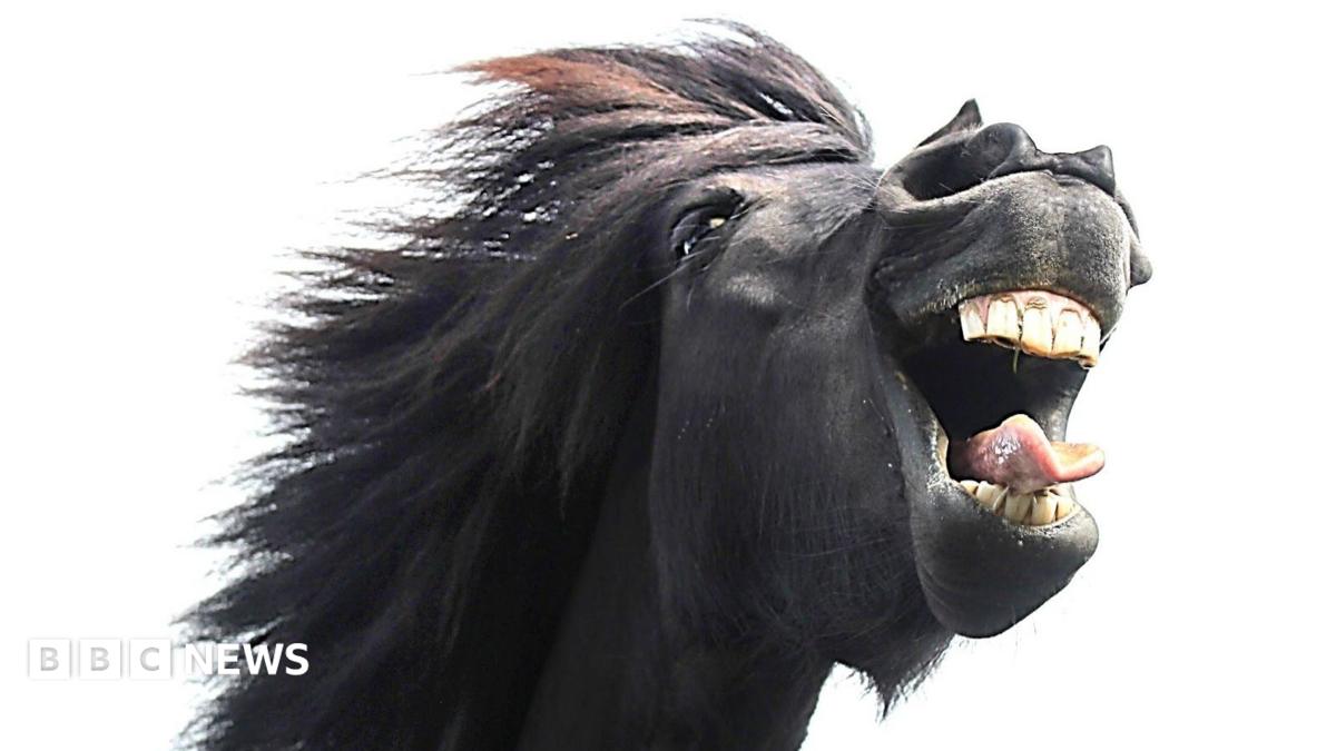 Sheffield teen's laughing horse photo praised by RSPCA judges - BBC News
