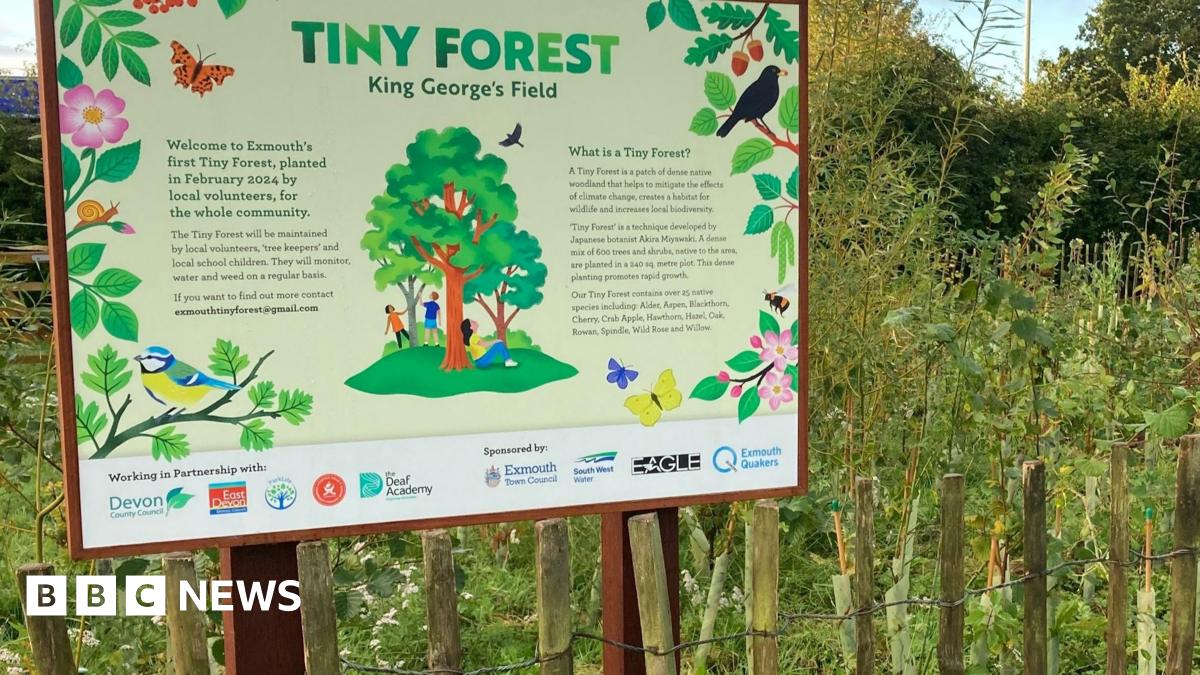 Tiny Devon forest wins two Royal Horticultural Society awards - BBC News