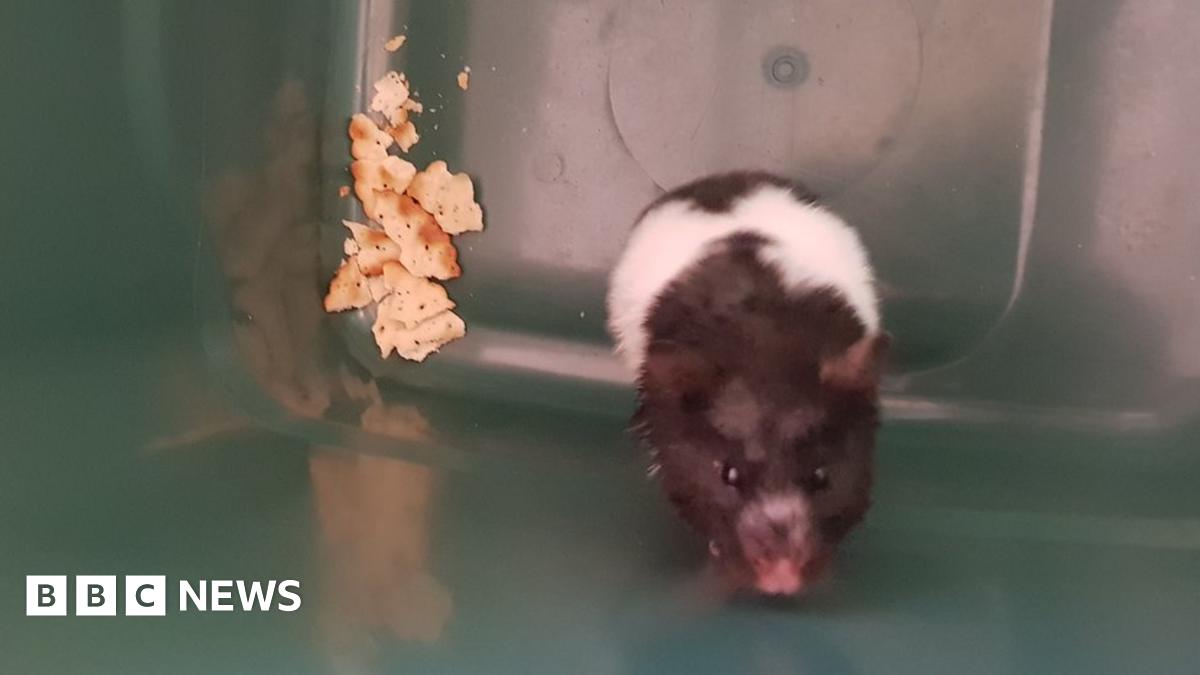 'Dead' hamster found alive in Aylesbury wheelie bin - BBC News