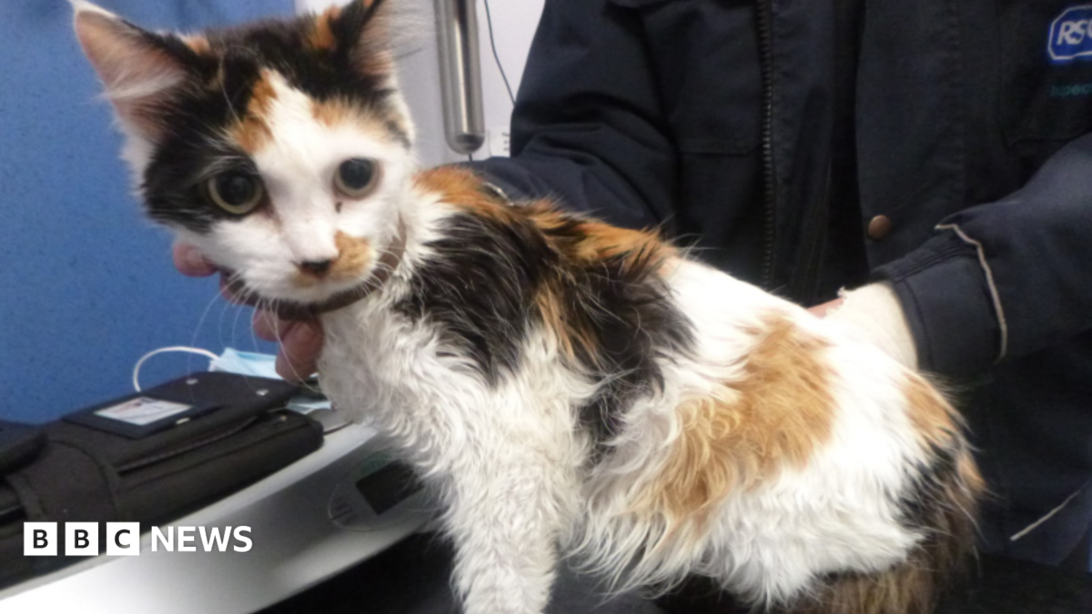Cat found close to death thrives in new home in York - BBC News