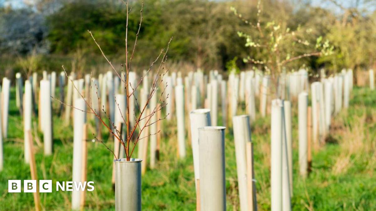 Surrey County Council: Funding boost saves climate change scheme - BBC News