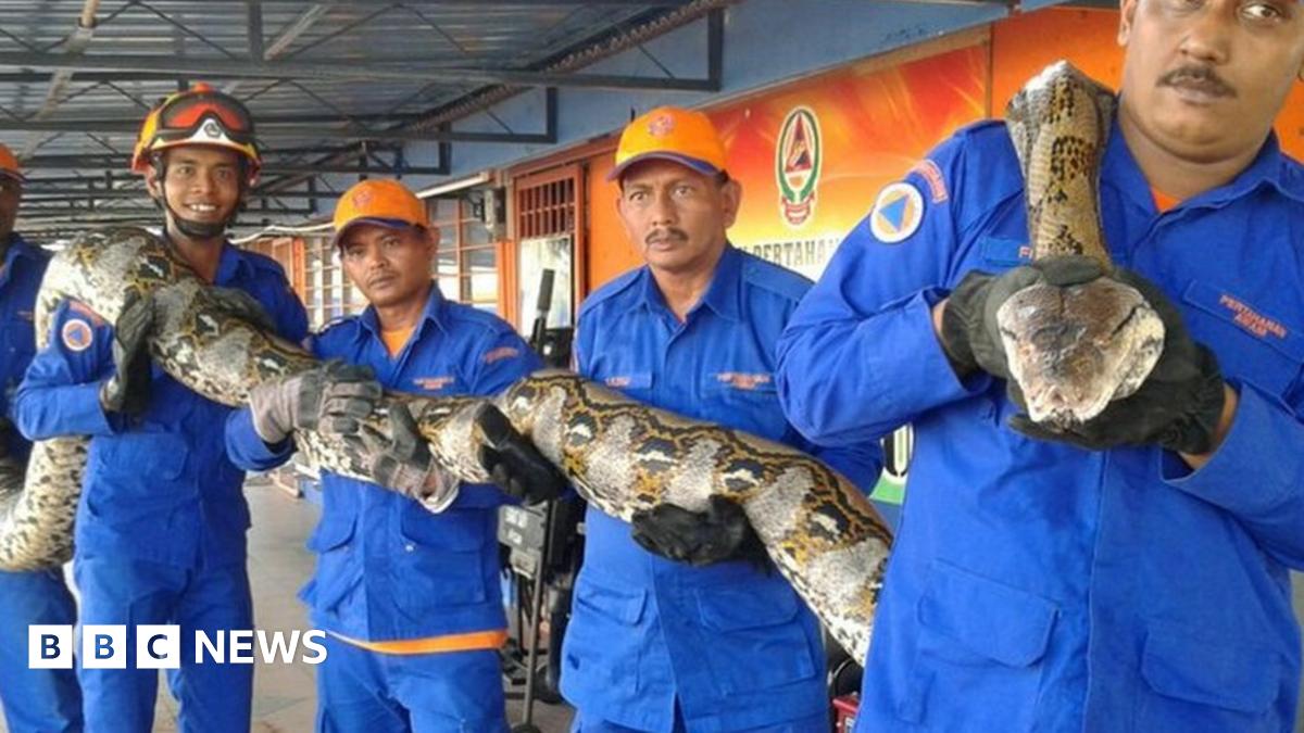 'Longest-ever' captured python dies in Malaysia - BBC News