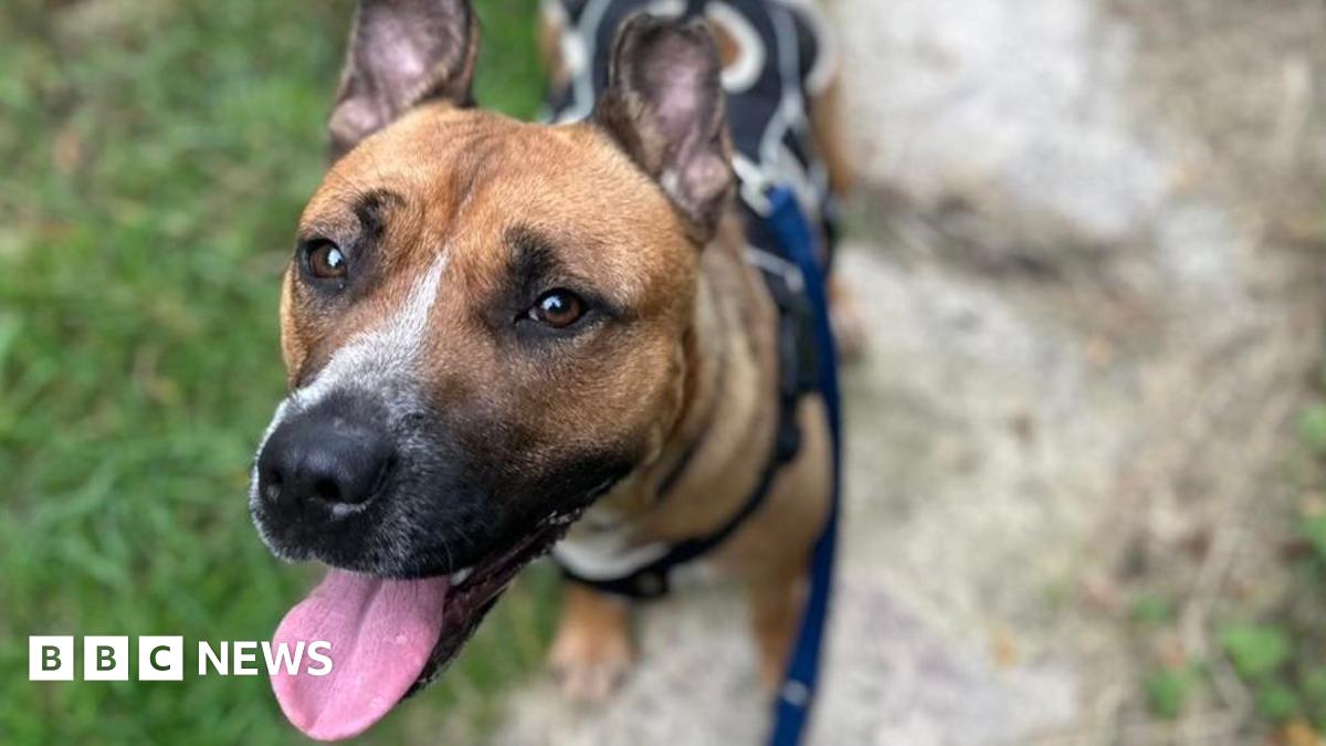 Rising bills could force Altham RSPCA shelter to close - BBC News