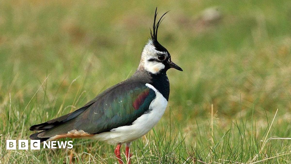 Saving the peewit: Hope for 'iconic' country bird - BBC News