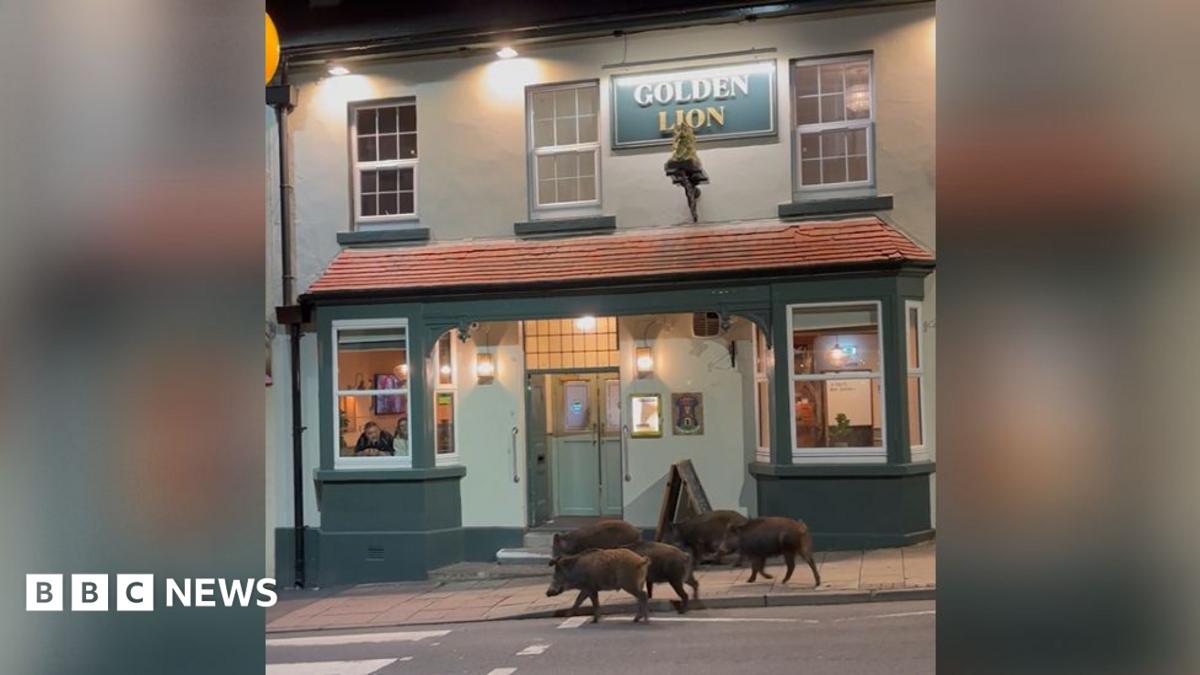 Wild boar spotted outside Forest of Dean pub - BBC News