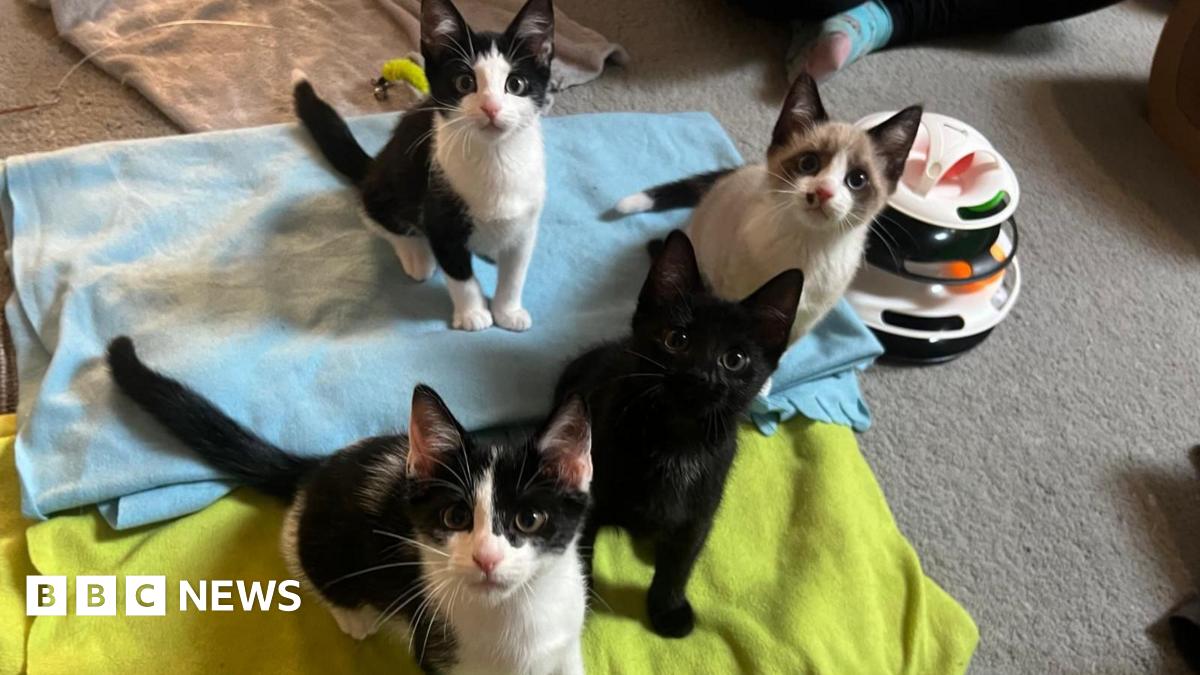 Bournemouth cat cafe gives a home to four new rescue kittens - BBC News