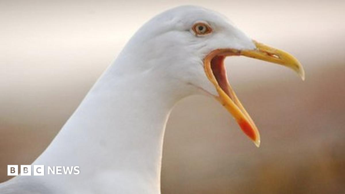 Gull attacks: David Cameron wants 'big conversation' - BBC News