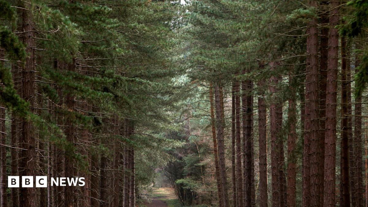 New 'community forest' will be planted in Tees Valley by 2025 - BBC News