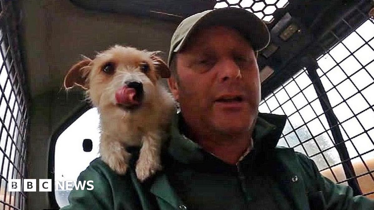 YouTuber Farmer P makes more money online than from herd - BBC News