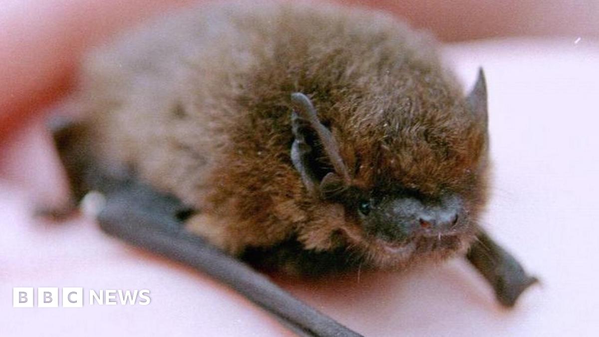 Kirby Misperton fracking: Police investigate bats at site - BBC News