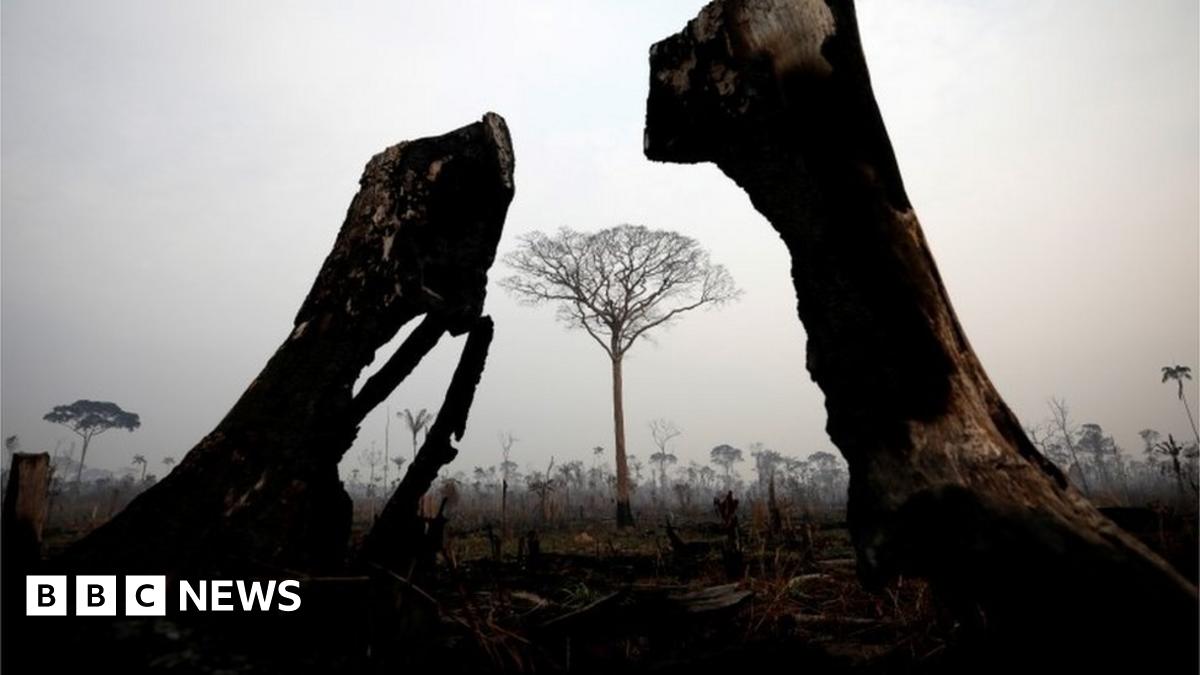 Amazon fires: Fines for environmental crimes drop under Bolsonaro - BBC ...