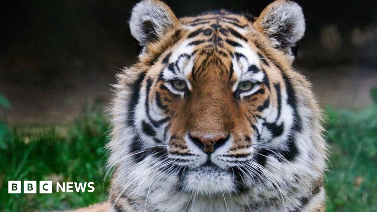 Marwell Zoo tiger, Valentina, killed by male during introduction - BBC News