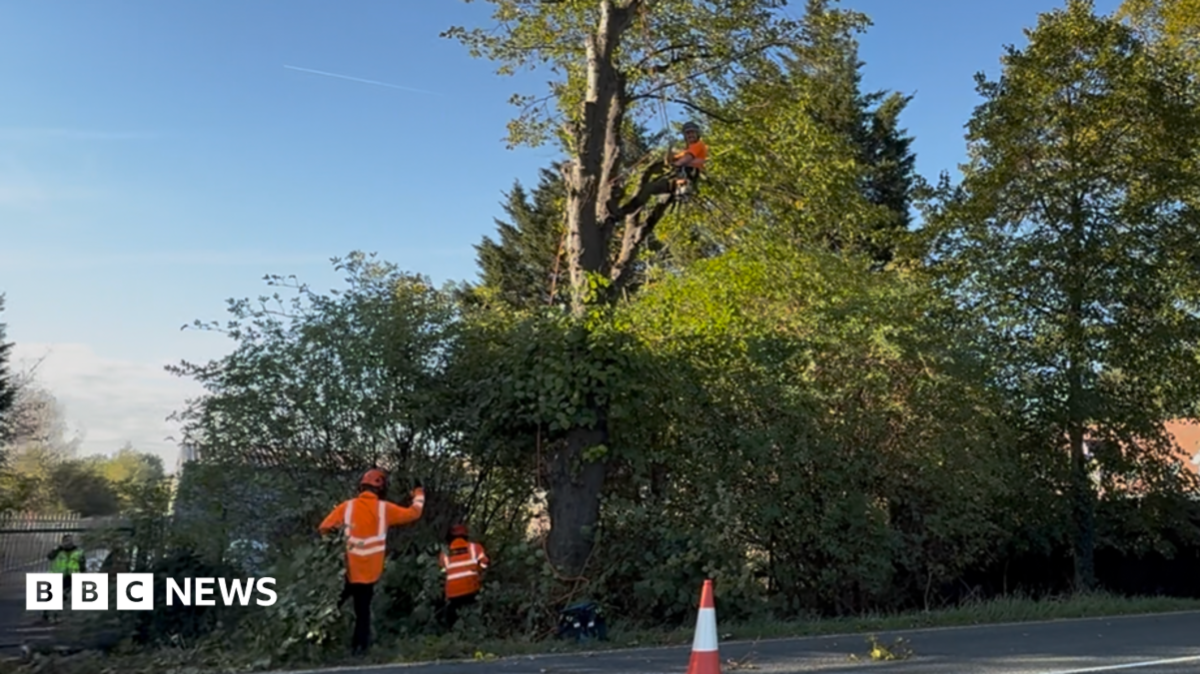 Two 128-year-old lime trees felled at Tickhill garden centre - BBC News