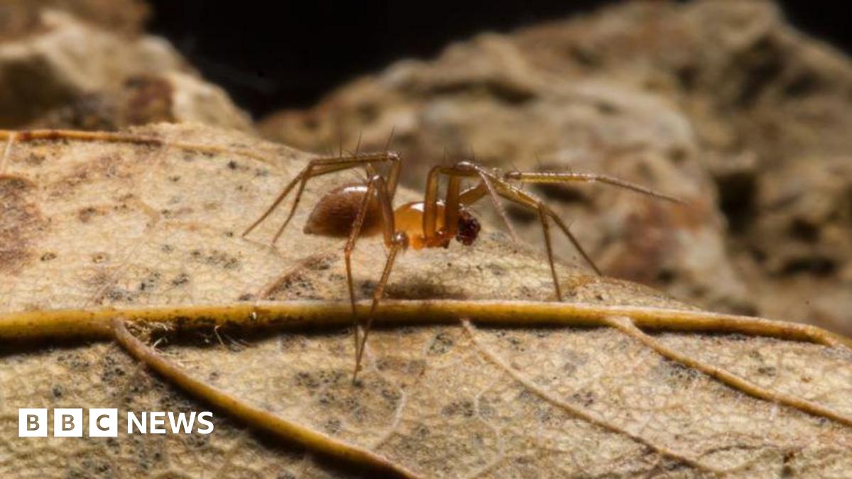 Call to protect endangered spider found in Plymouth quarry - BBC News