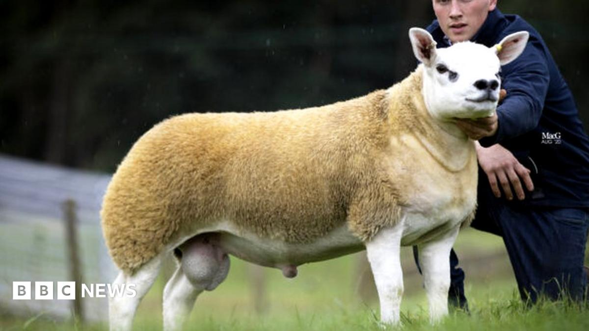 World's most expensive sheep sold for £368,000 - BBC News