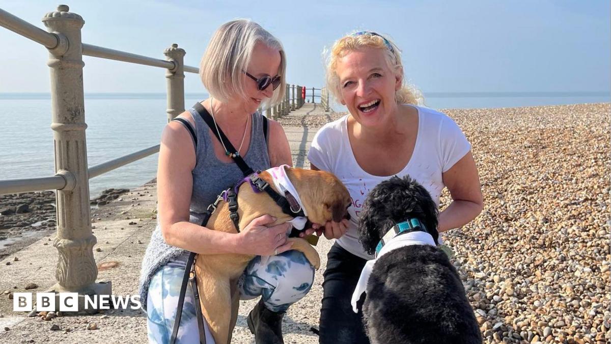 Dogs: Public may be given a say on beach ban in Hastings - BBC News