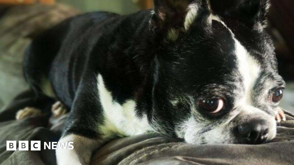 Pendle rescue charity forced to close over 'tsunami of dogs' - BBC News