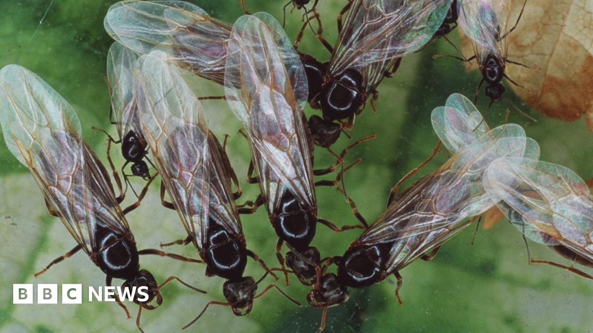 Viewpoint: Is there such a thing as 'flying ant day'? - BBC News