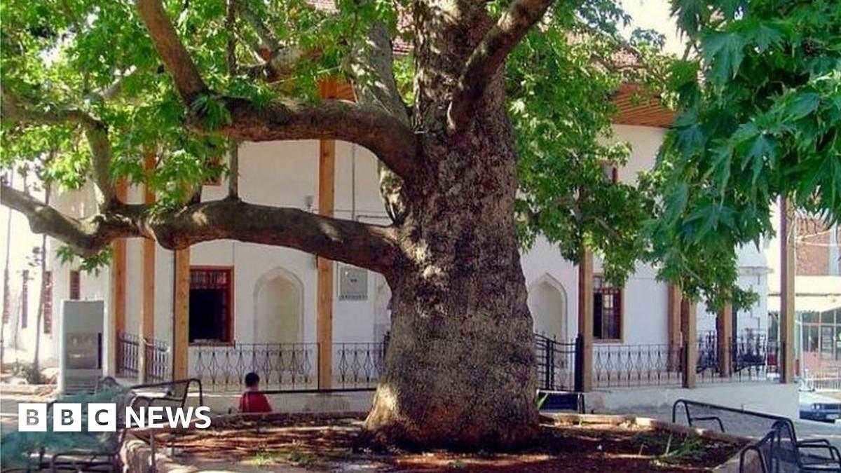 Turkish forests seek to restore Ottoman glory - BBC News
