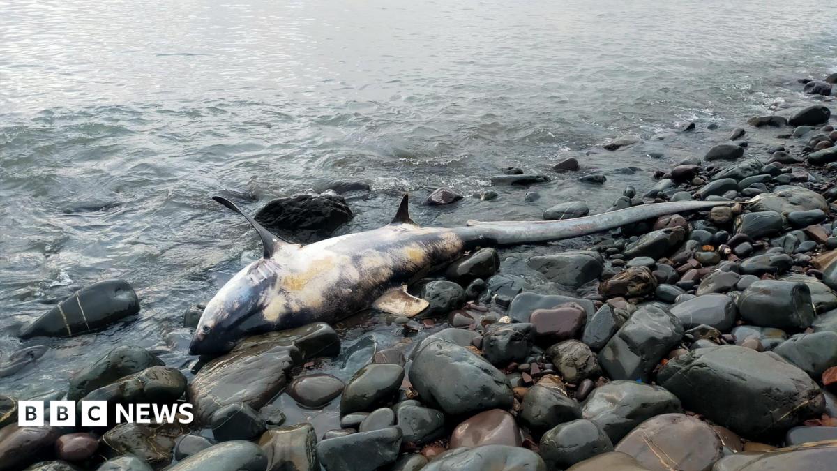 Shark dies after getting caught in ghost net in Devon - BBC News