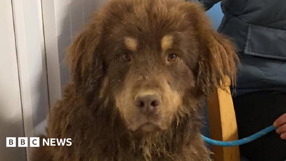 Haverfordwest missing dog found after five months in the wild - BBC News