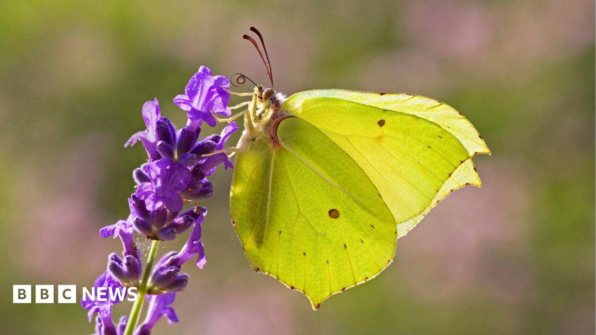 Guildford in Bloom competition returns with butterfly theme - BBC News