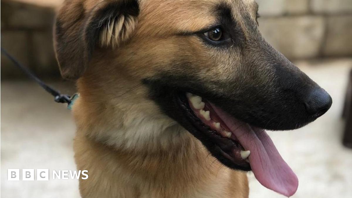 Searching for the lost dogs of the Beirut blast - BBC News