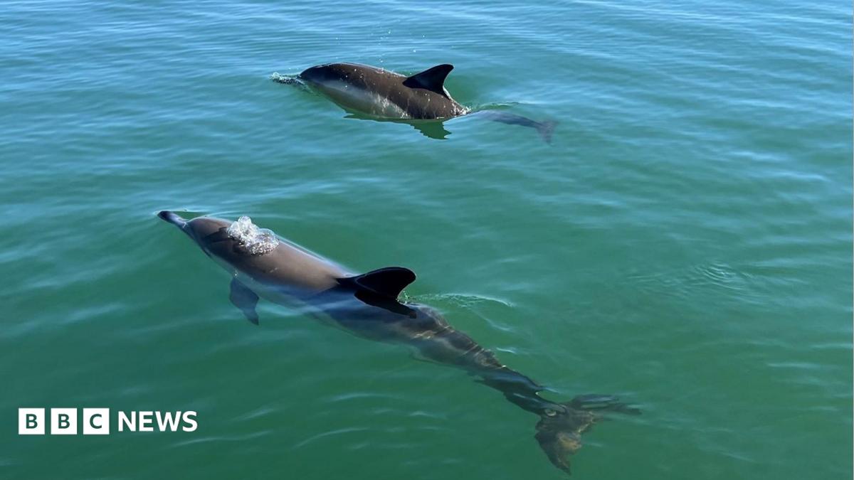Pod of dolphins seen playing in River Orwell marina - BBC News