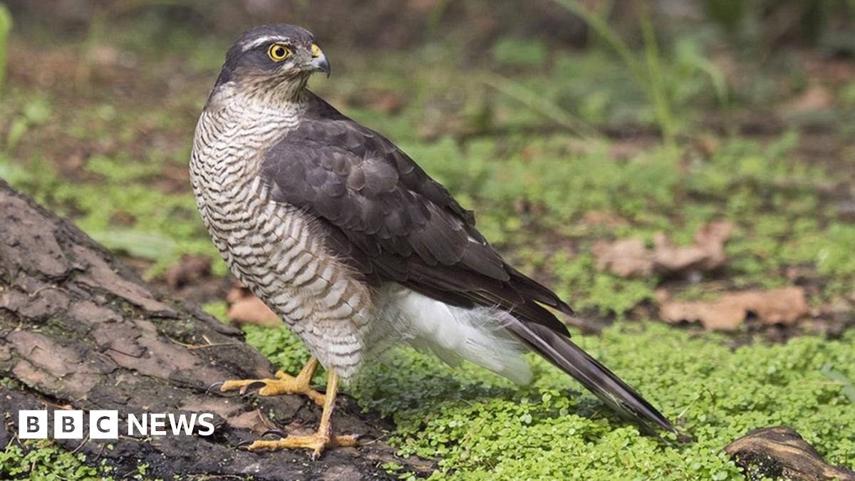 Protected sparrow hawk found shot dead in Darlington woods - BBC News