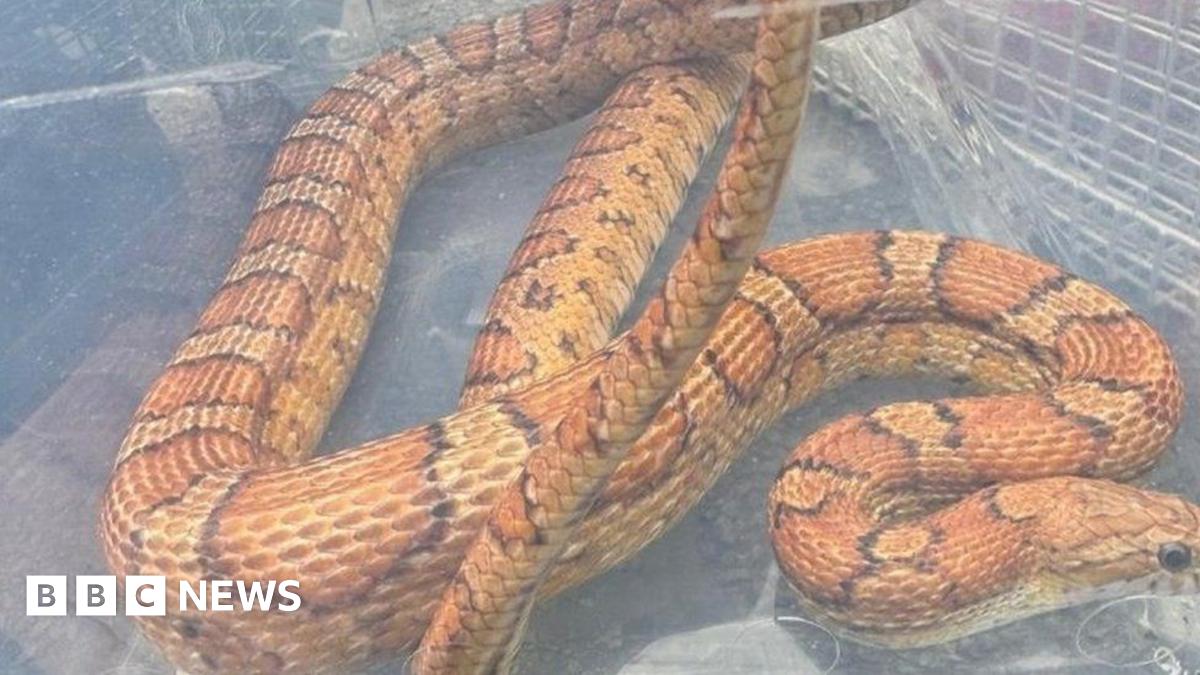 Portsmouth: Snake freed from shed by RSPCA and firefighters - BBC News