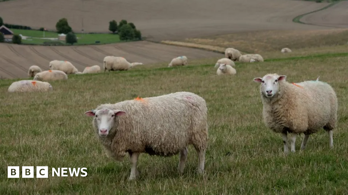 One sheep dead and 27 injured after dog attack near Daventry - BBC News