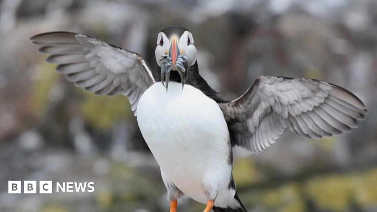 Puffin food fight goes to court as UK and EU clash over sandeels - BBC News
