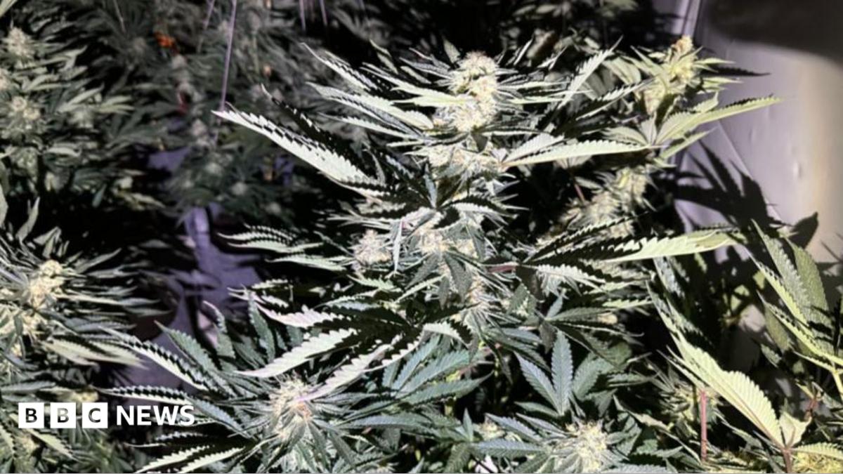 Delivery driver finds Wisbech cannabis factory - BBC News