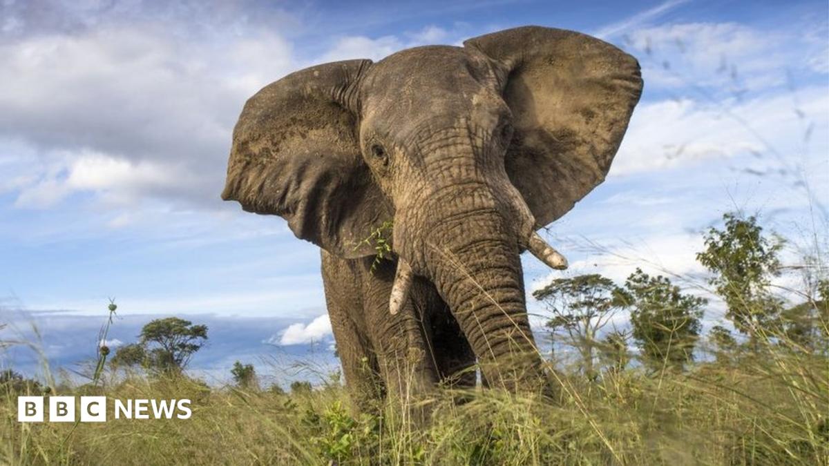 At least 55 elephants die in Zimbabwe drought - BBC News