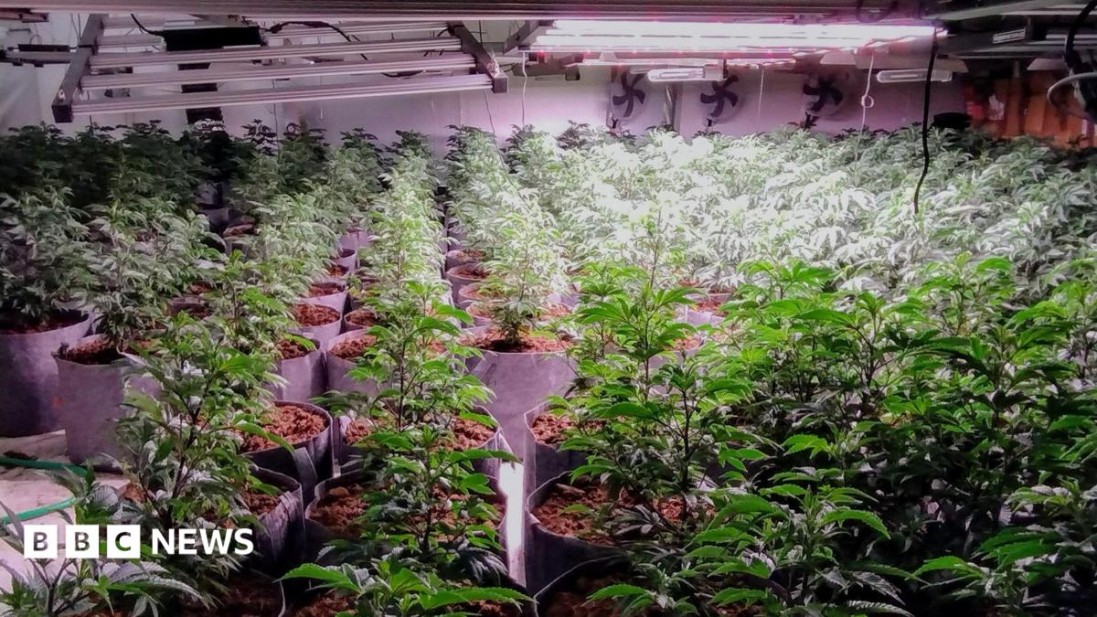 'Substantial' cannabis factory discovered in raid in Market Harborough ...