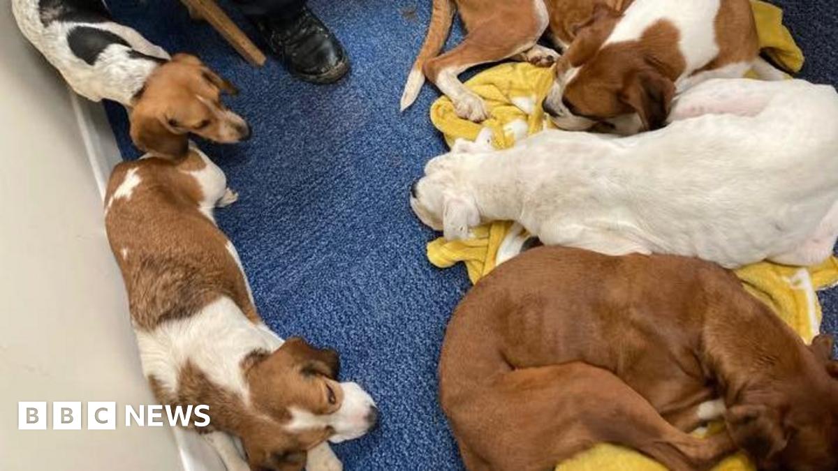 Seven suspected puppy farm dogs found dumped near Wantage - BBC News