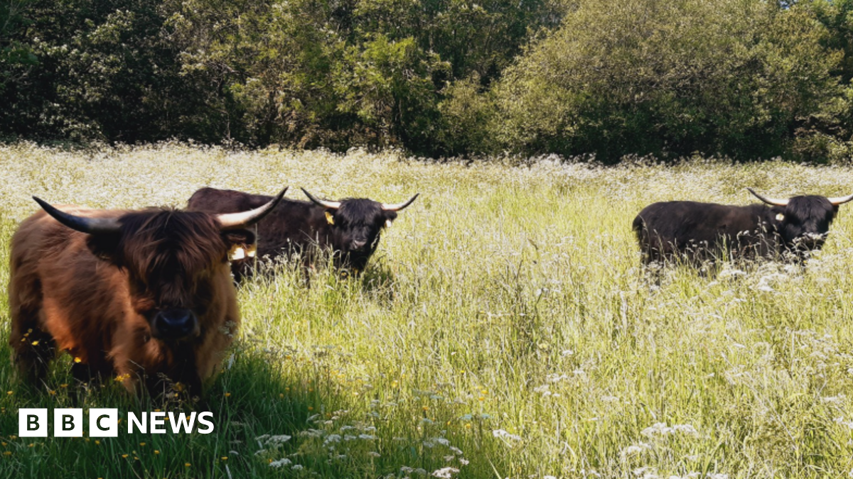 Highland cows visit Berkshire to boost the ecosystem - BBC News