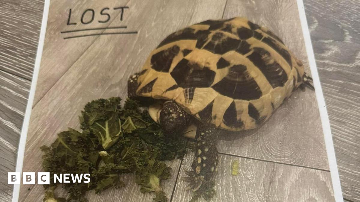 Pet tortoise found after 18 months near Cambridgeshire home - BBC News