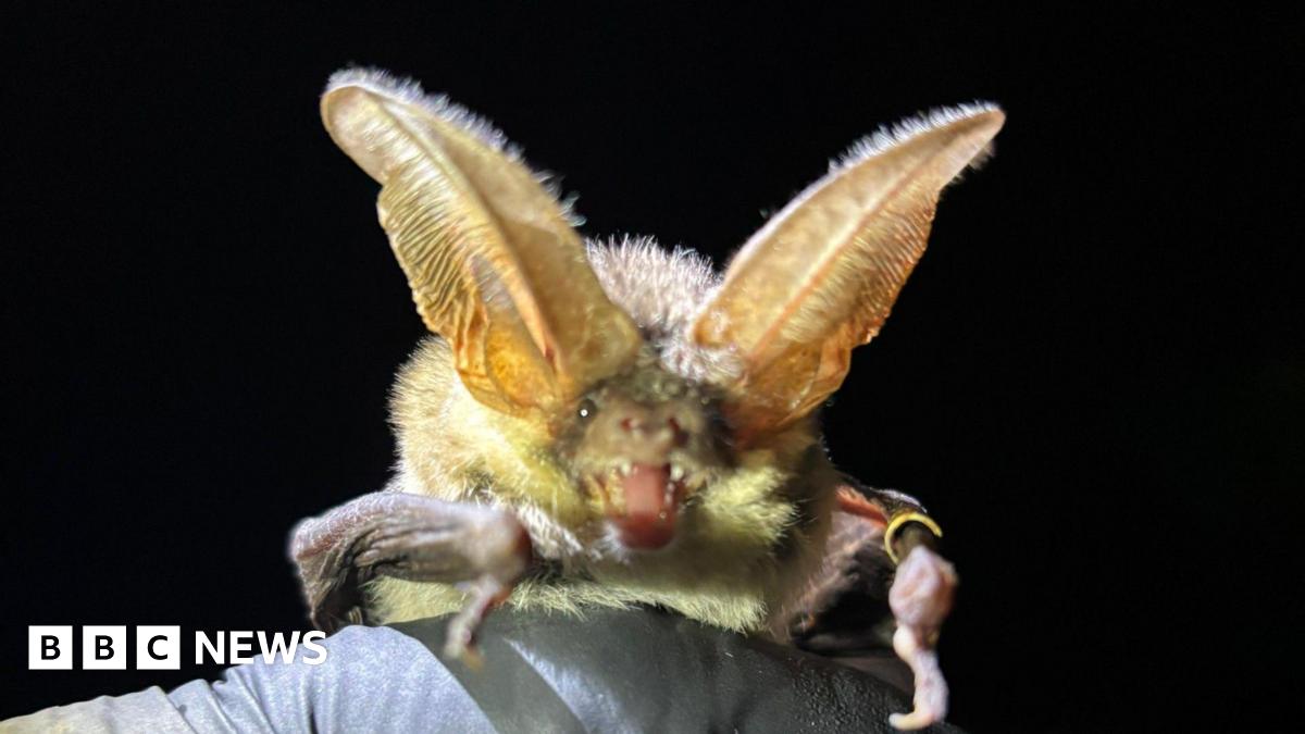 Rare grey long-eared bat discovered at Devon's Seaton Wetlands - BBC News