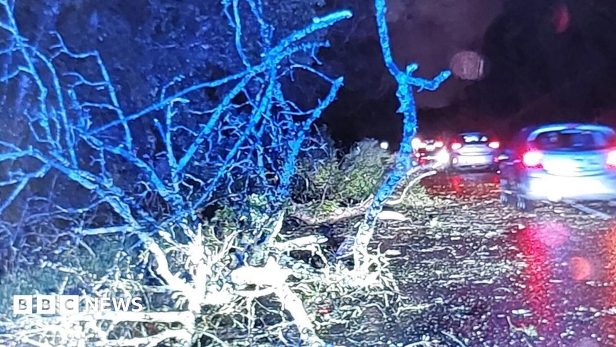 Potterspury farmer and drivers praised for taking tree off road - BBC News