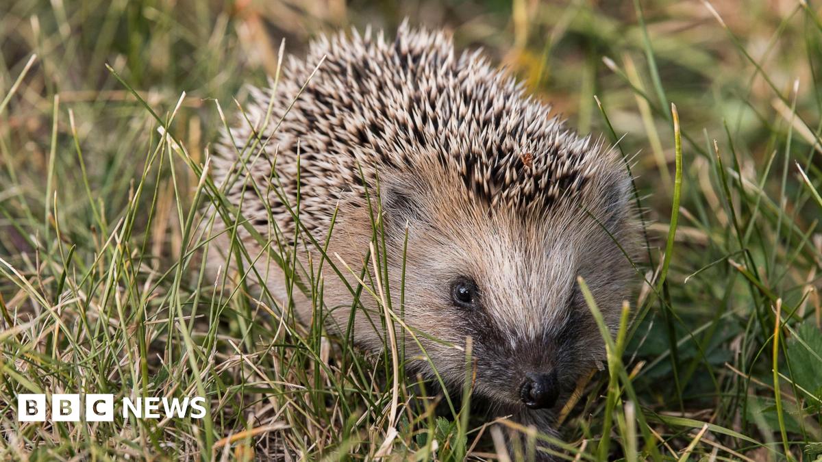 Jersey hedgehogs struggling with mild winter, say rescuers - BBC News